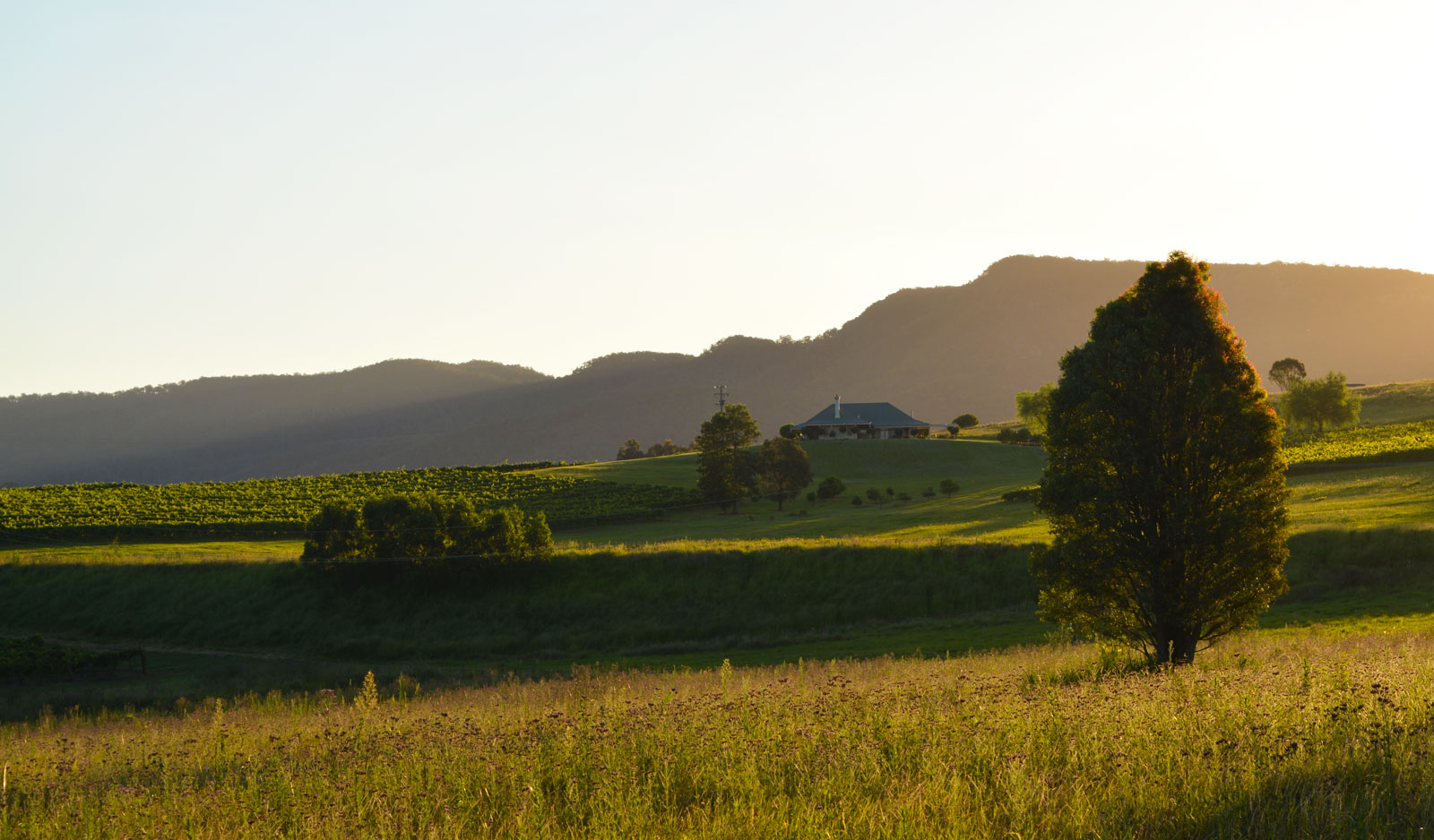 News & Events | Mount Eyre Vineyards