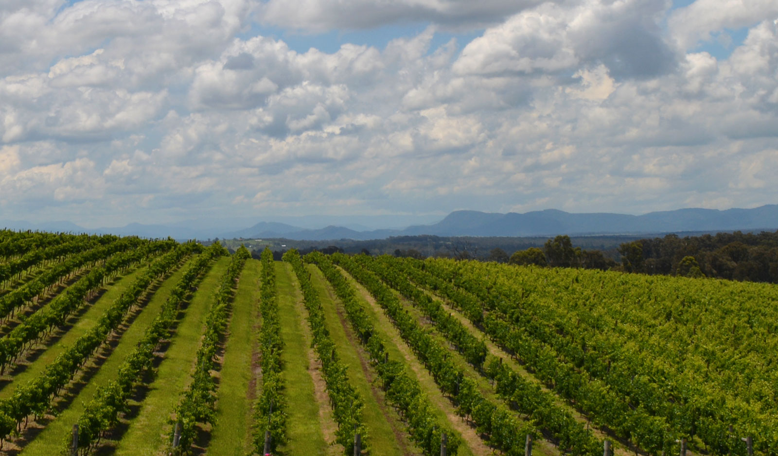 Mount Eyre Vineyards - Bringing great wines to life